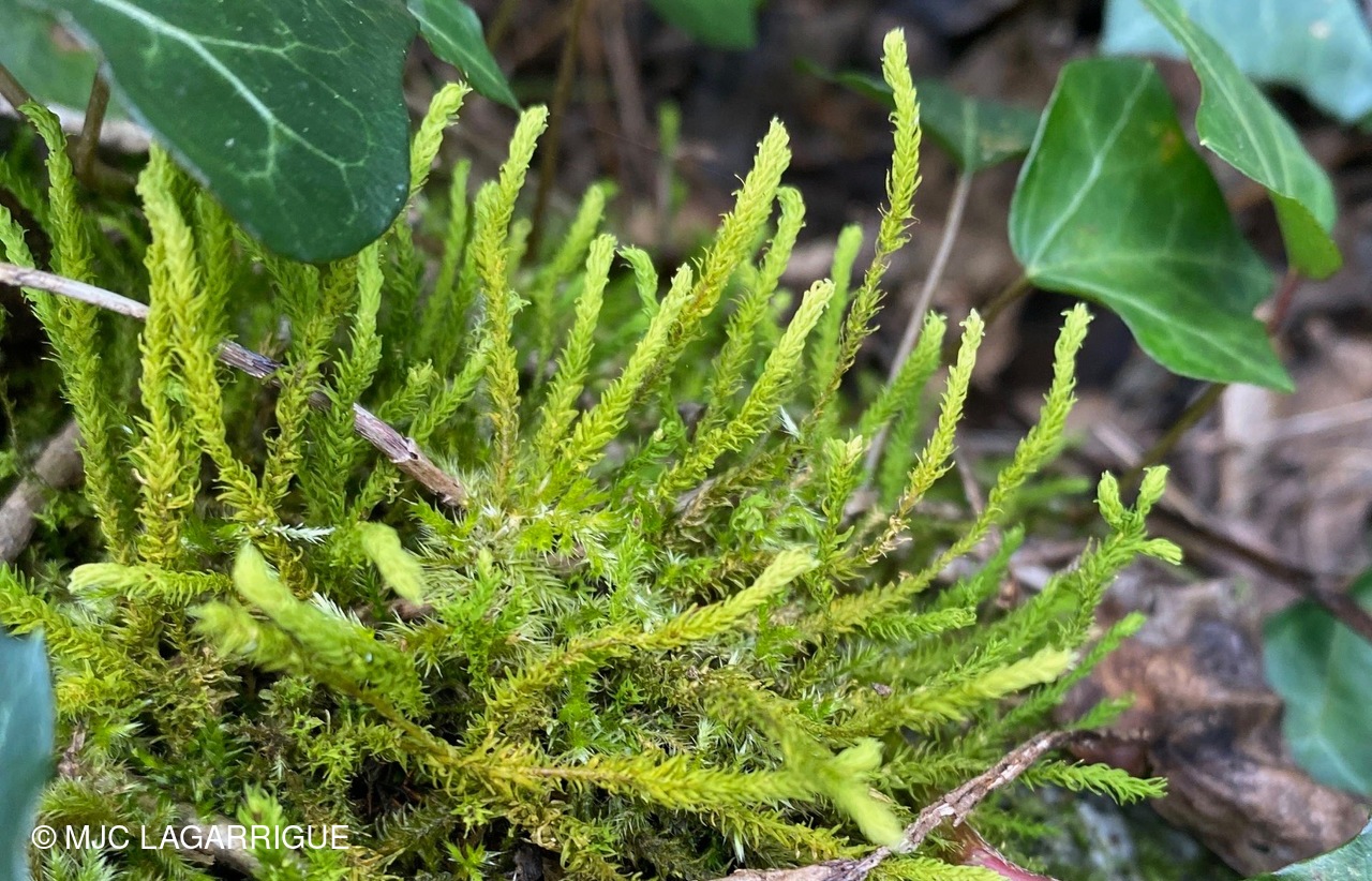 Sortie CPN du 24 février 2024 : Les mousses